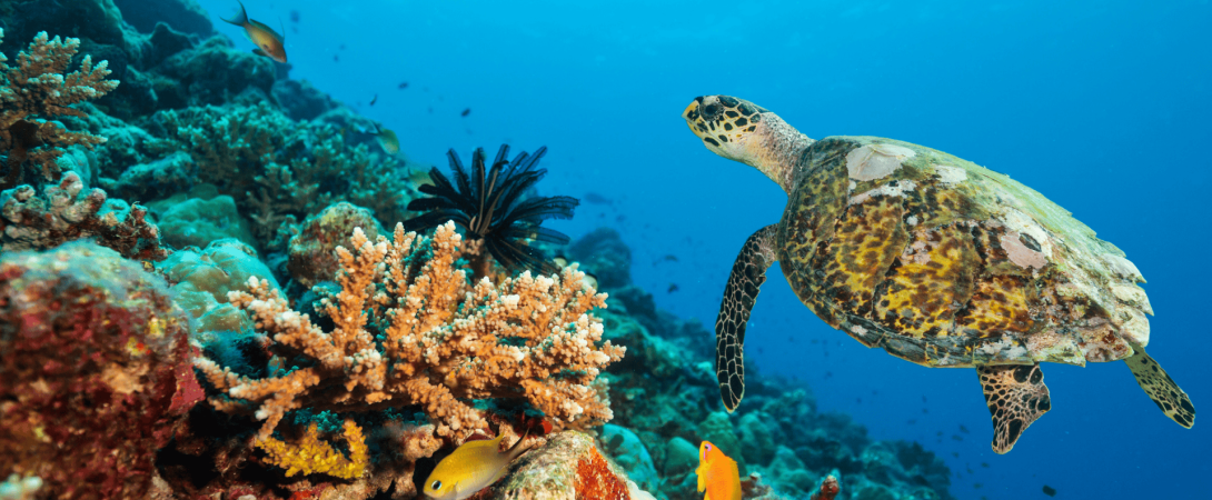 Sea Turtle and Marine Conservation in the Maldives for Teenagers